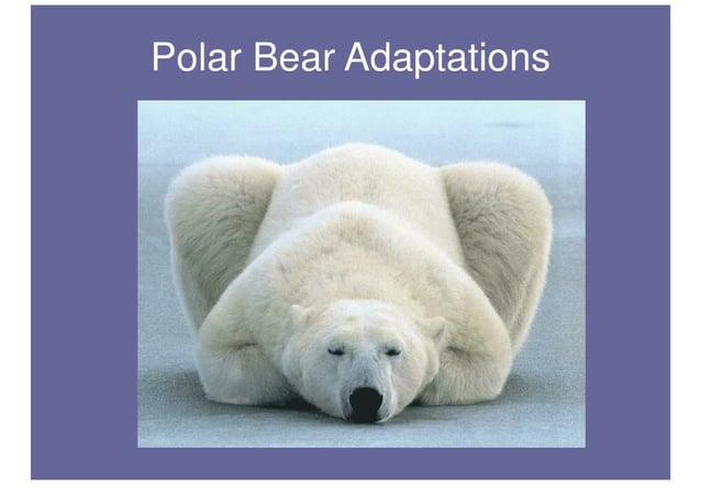 Polar Bear Adaptations | PPT