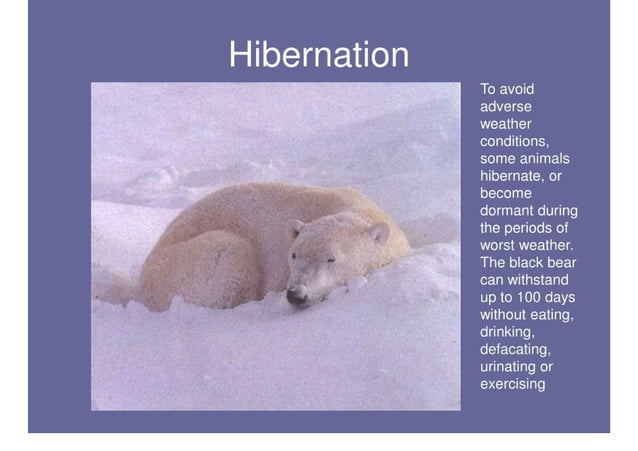 Polar Bear Adaptations | PPT