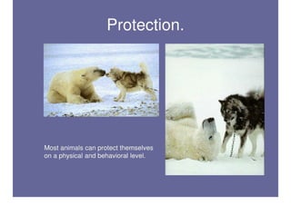 Polar Bear Adaptations | PPT