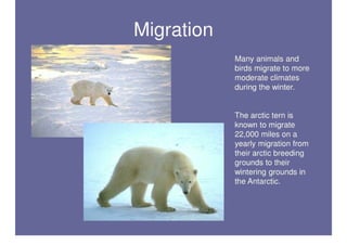 Polar Bear Adaptations | PPT