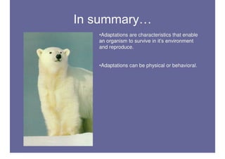 Polar Bear Adaptations | PPT