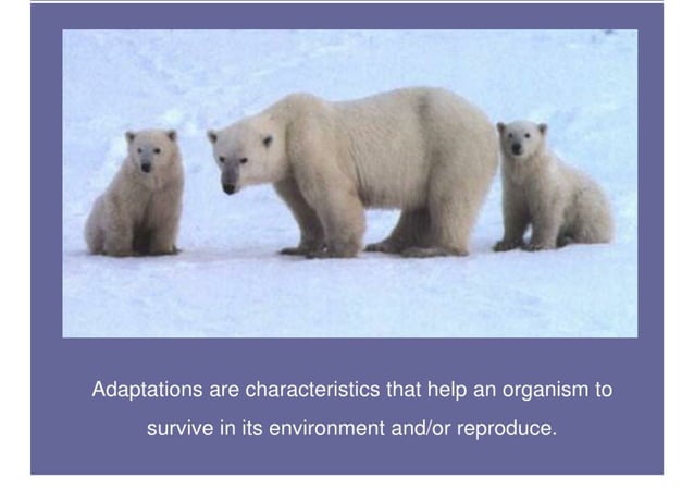 Polar Bear Adaptations | PPT