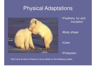Polar Bear Adaptations | PPT