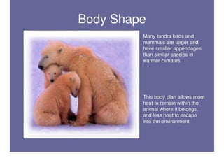 Polar Bear Adaptations | PPT