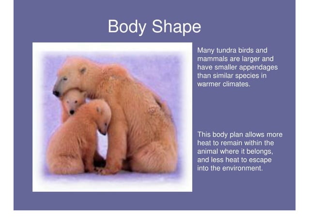 Polar Bear Adaptations | PPT