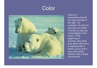 Polar Bear Adaptations | PPT