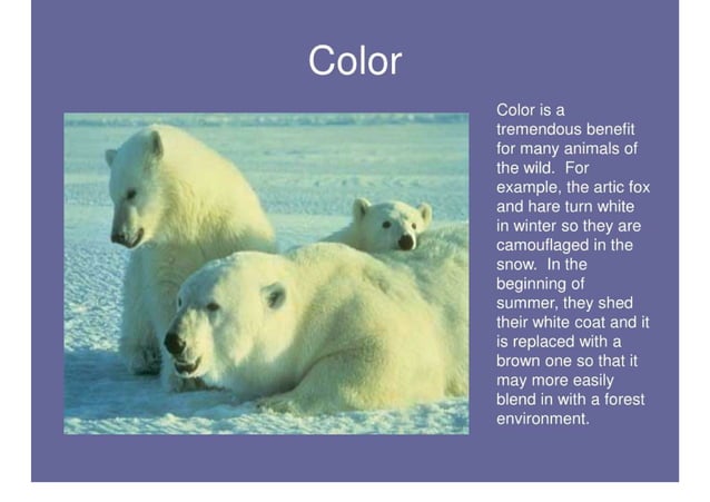 Polar Bear Adaptations | PPT