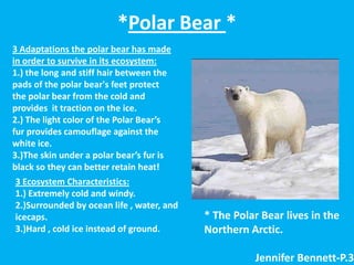 Polarbear bennett | PPTX | Polar Travel | Travel Locations
