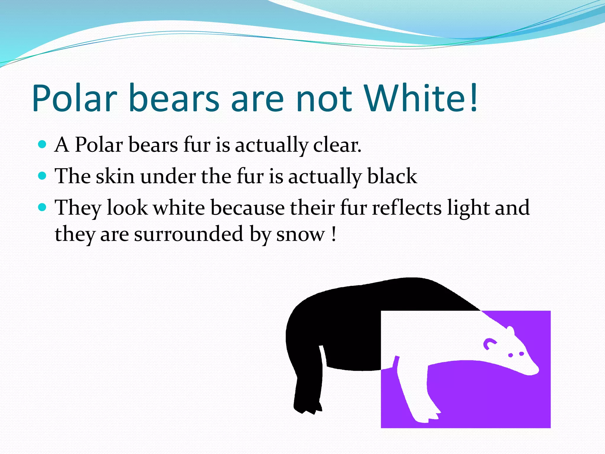 Polar bear facts intel | PPTX