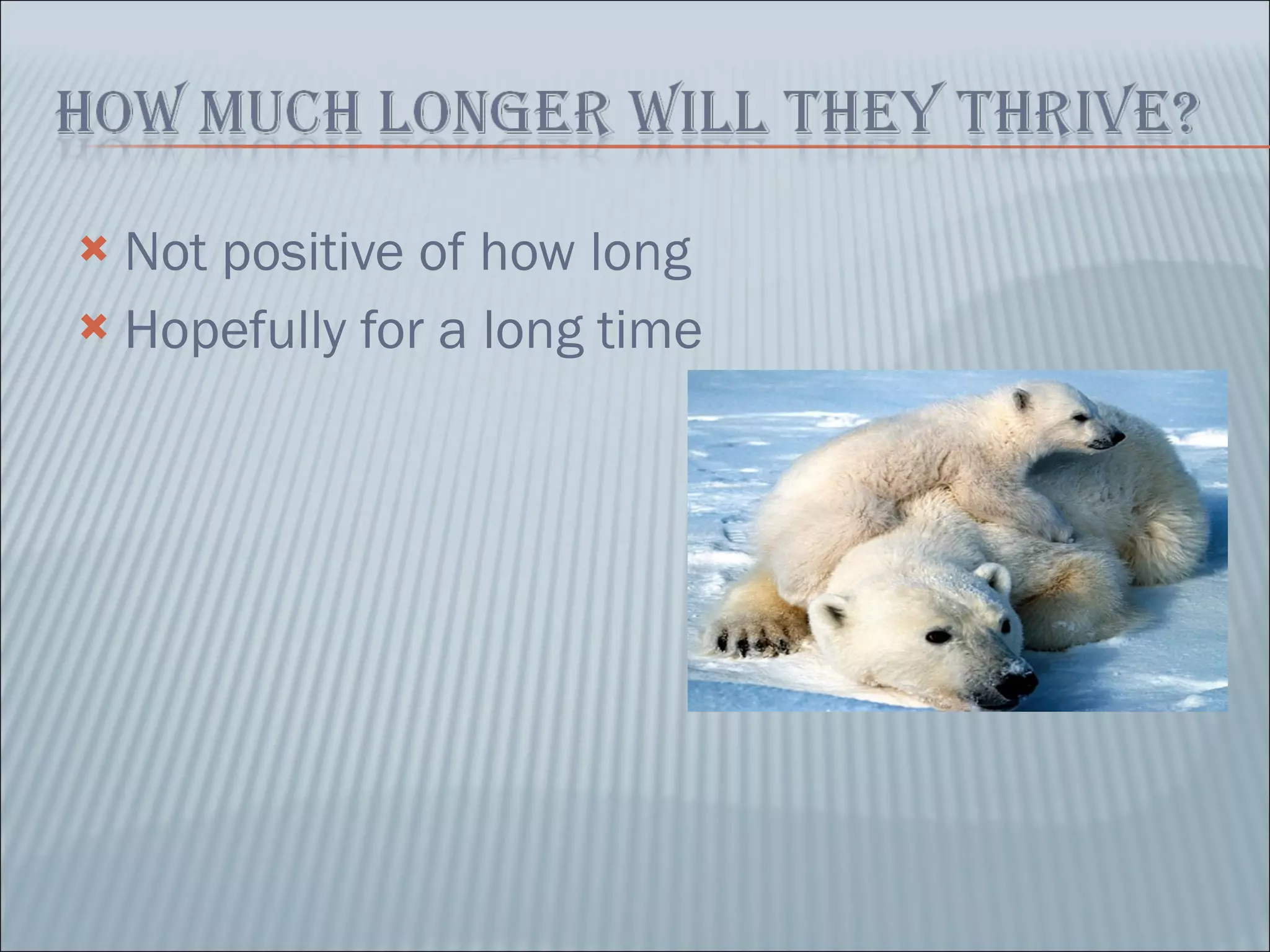 Polar Bear Powerpoint | PPT