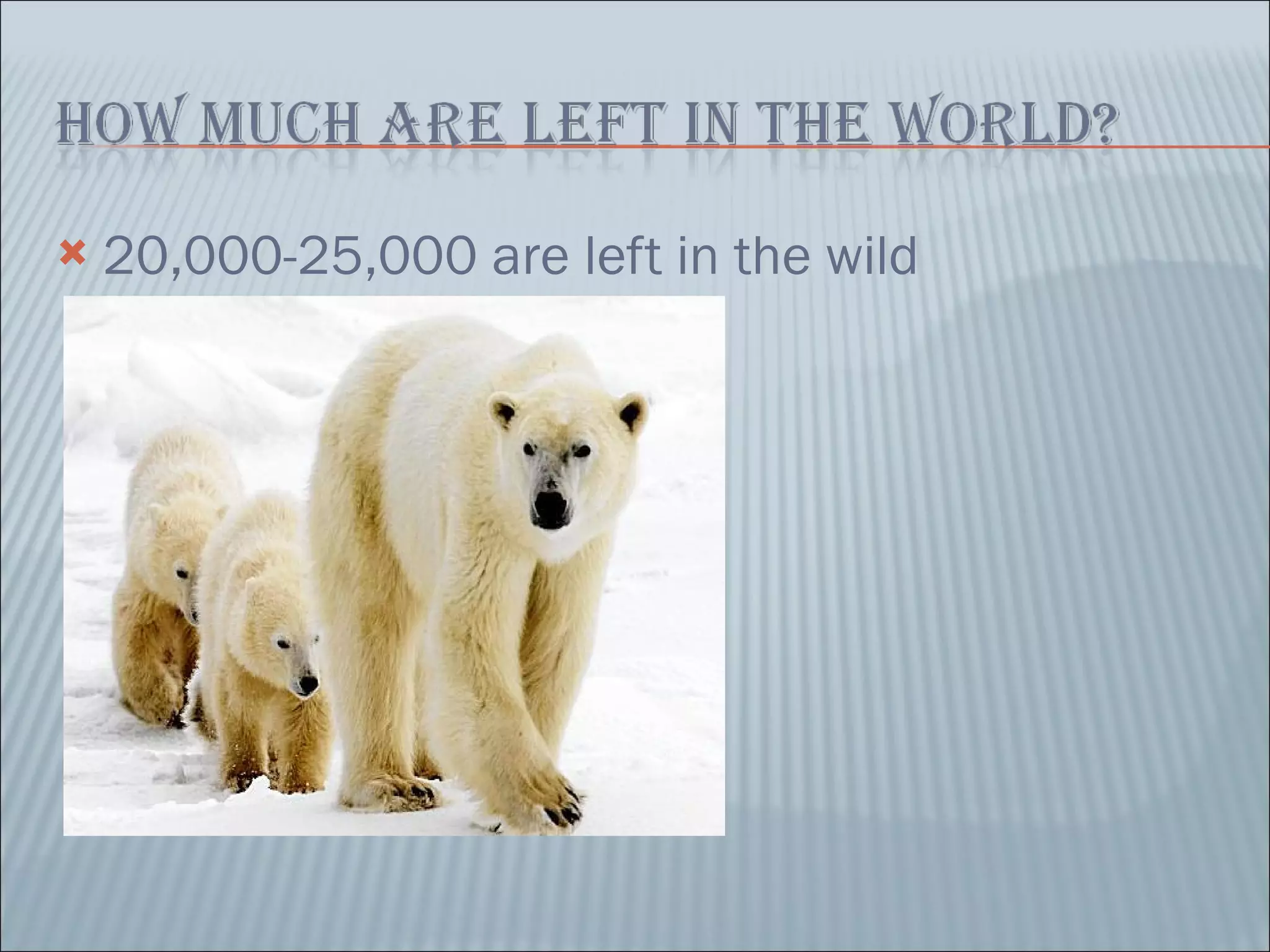 Polar Bear Powerpoint | PPT