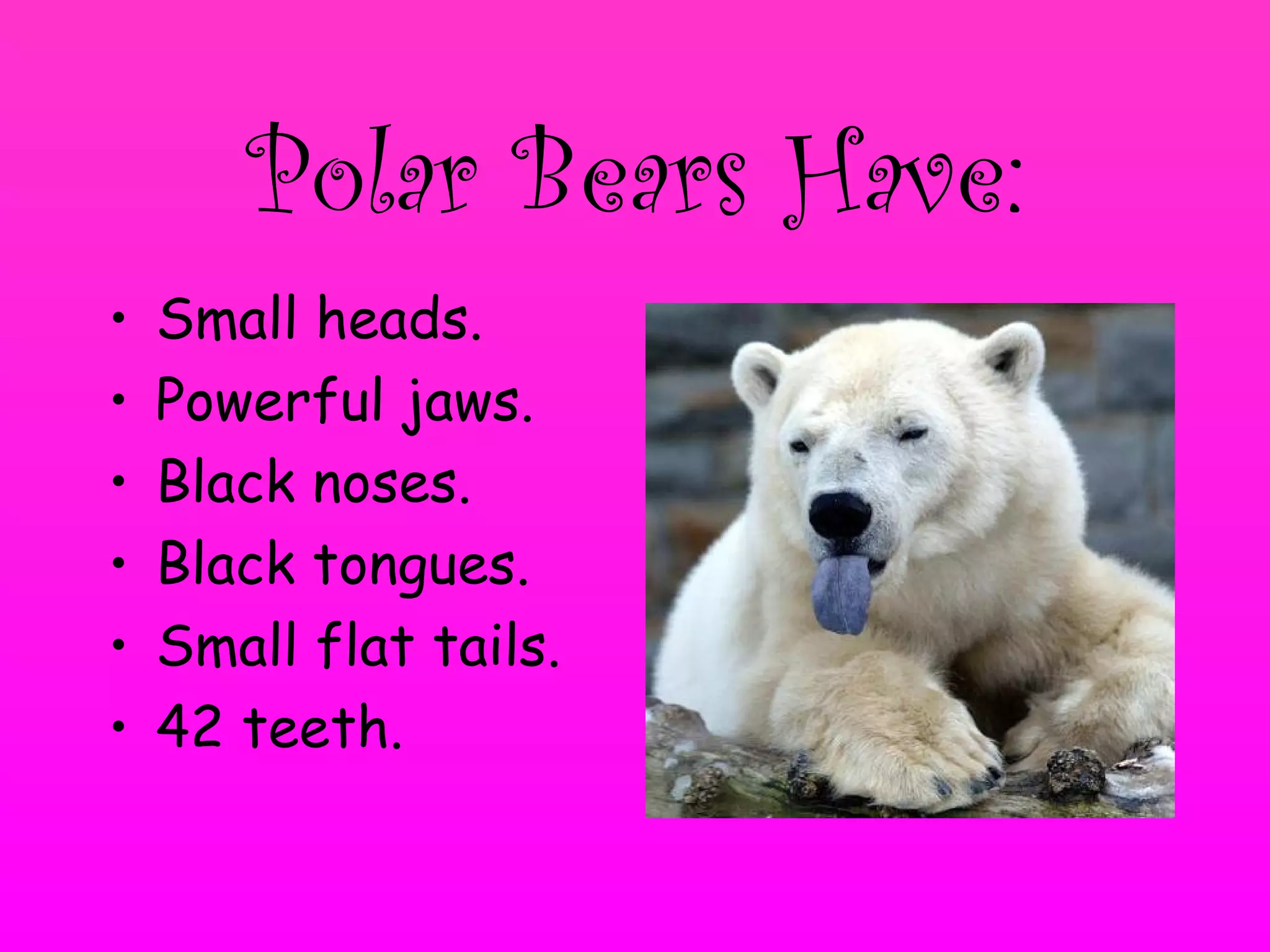 Polar bear ppt | PPT