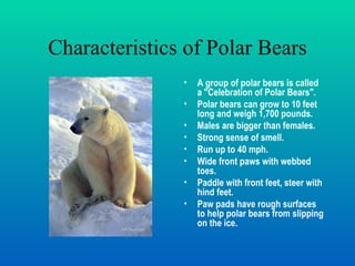 Polar bear ppt | PPT