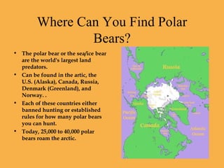 Polar bear ppt | PPT