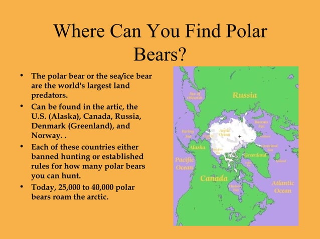 Polar bear ppt | PPT | Polar Travel | Travel Locations