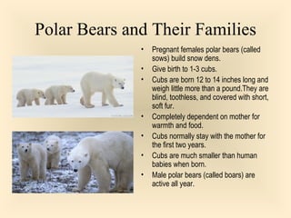 Polar bear ppt | PPT