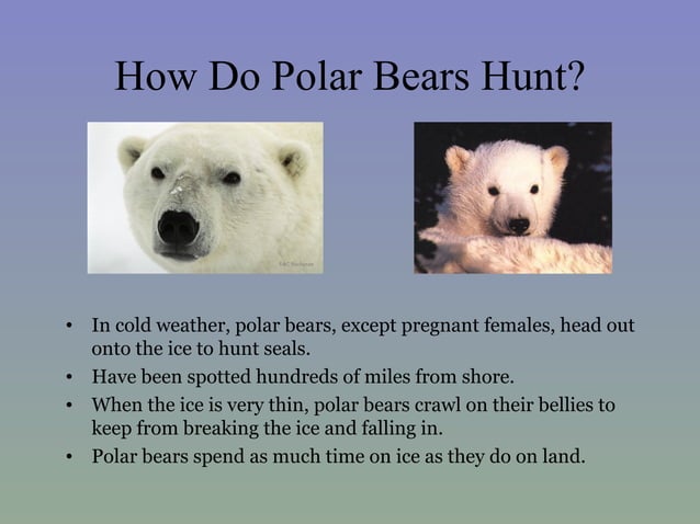 Polar bear ppt | PPT