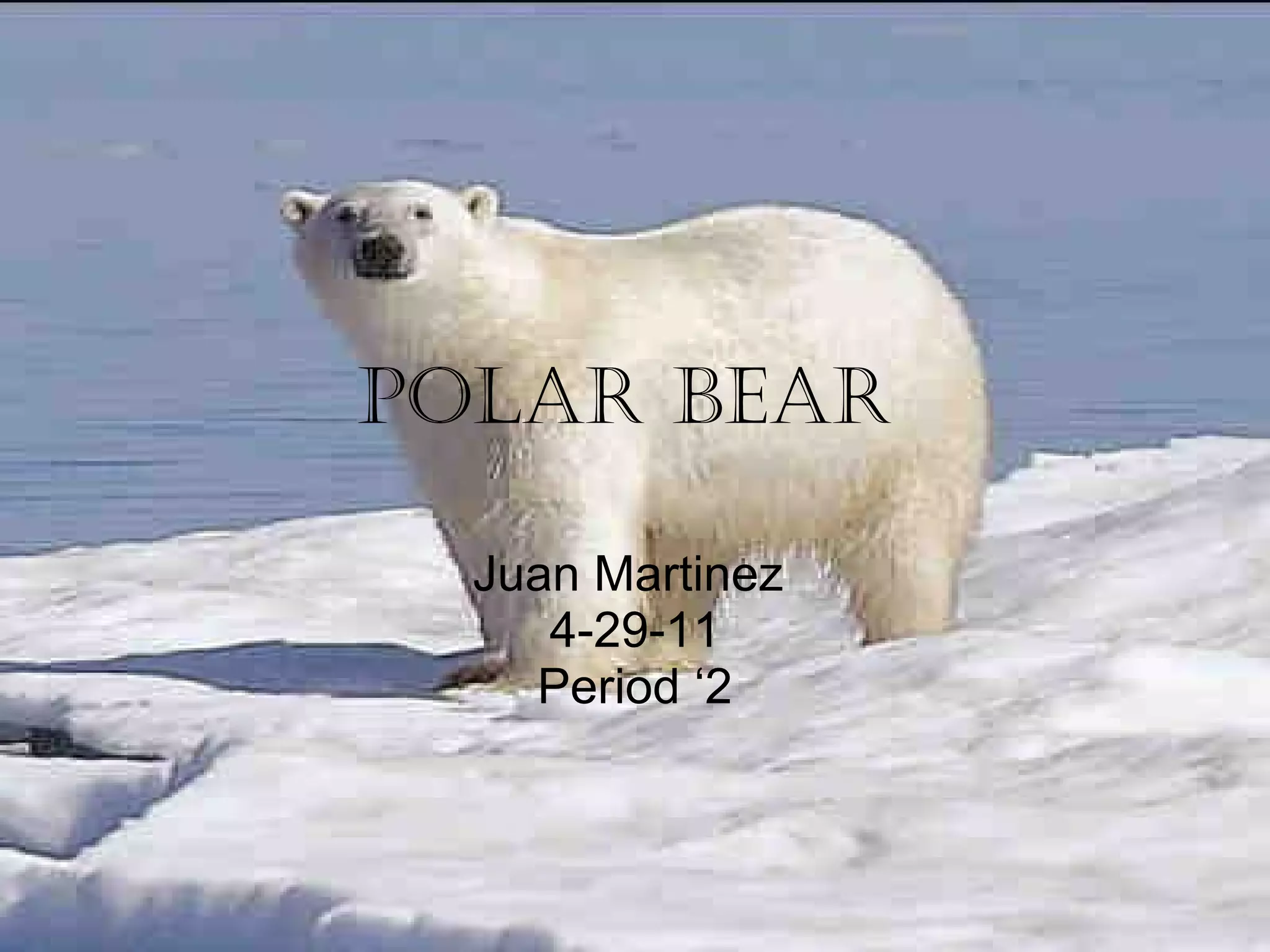Polar bear project | PPT