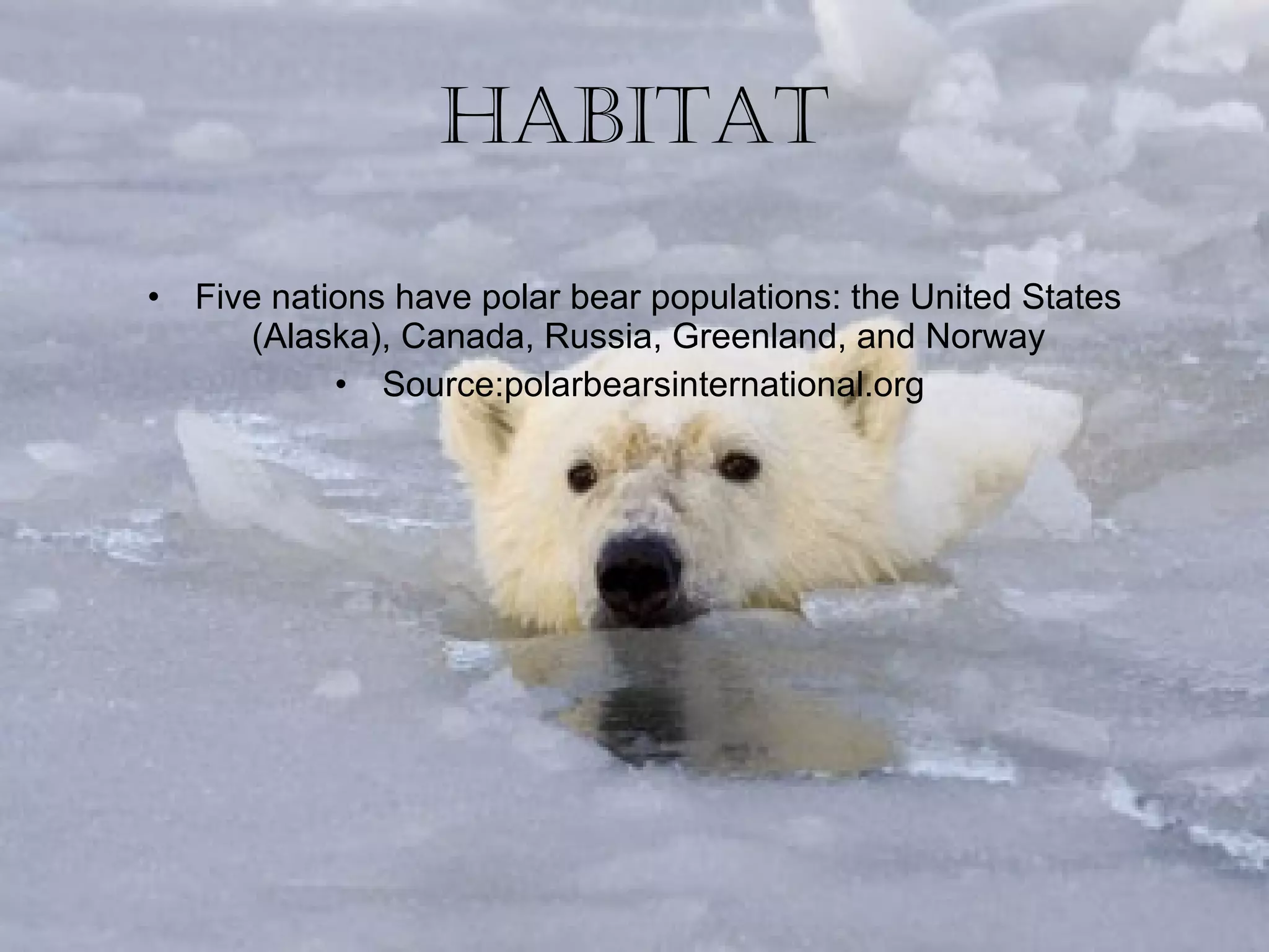 Polar bear project | PPT