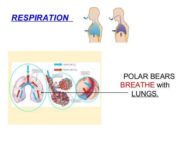 Polar bear quiz pablo suárez 4º a nov 2015