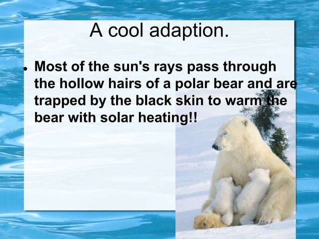 Polar Bears | PPT