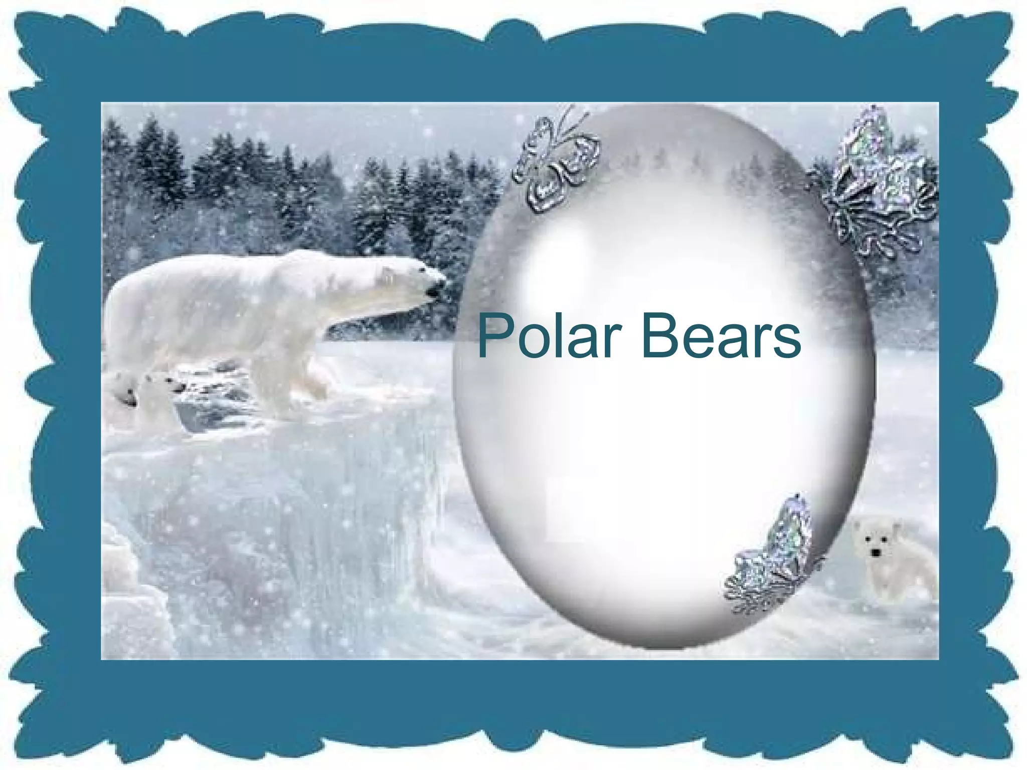 Polar bears | PPT