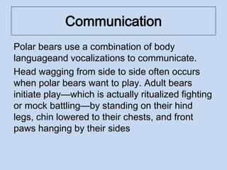 Polar bears | PPTX | Dogs | Pets