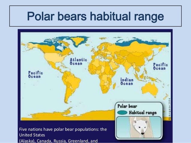 Polar bears