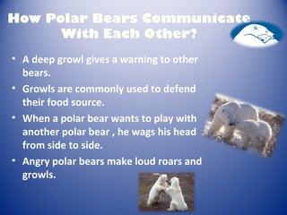 Polar bears | PPT