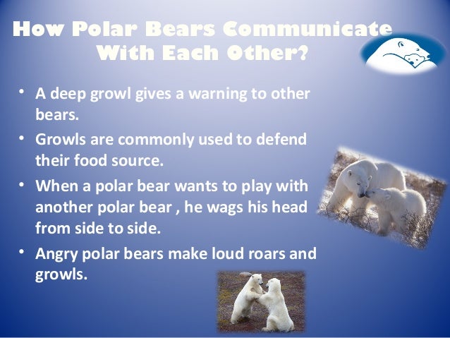 Polar bears