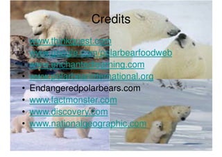 Polar Bears | PDF