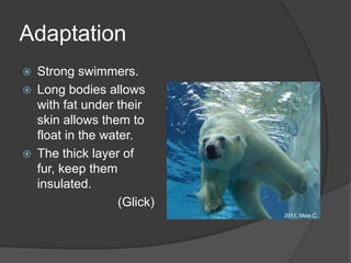 Polar bears (1) | PPTX