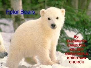 Polar Bears | PPT