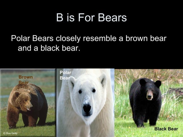 Polar Bears | PPT