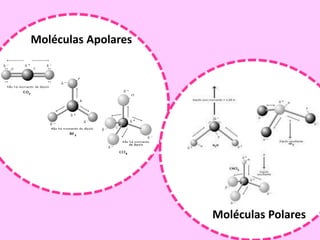 Polaridad molecular | PDF