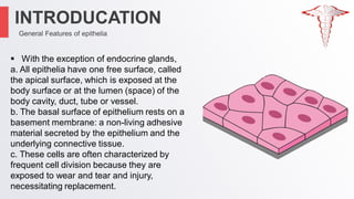 Polarity & specializations of epithelia tissue | PDF