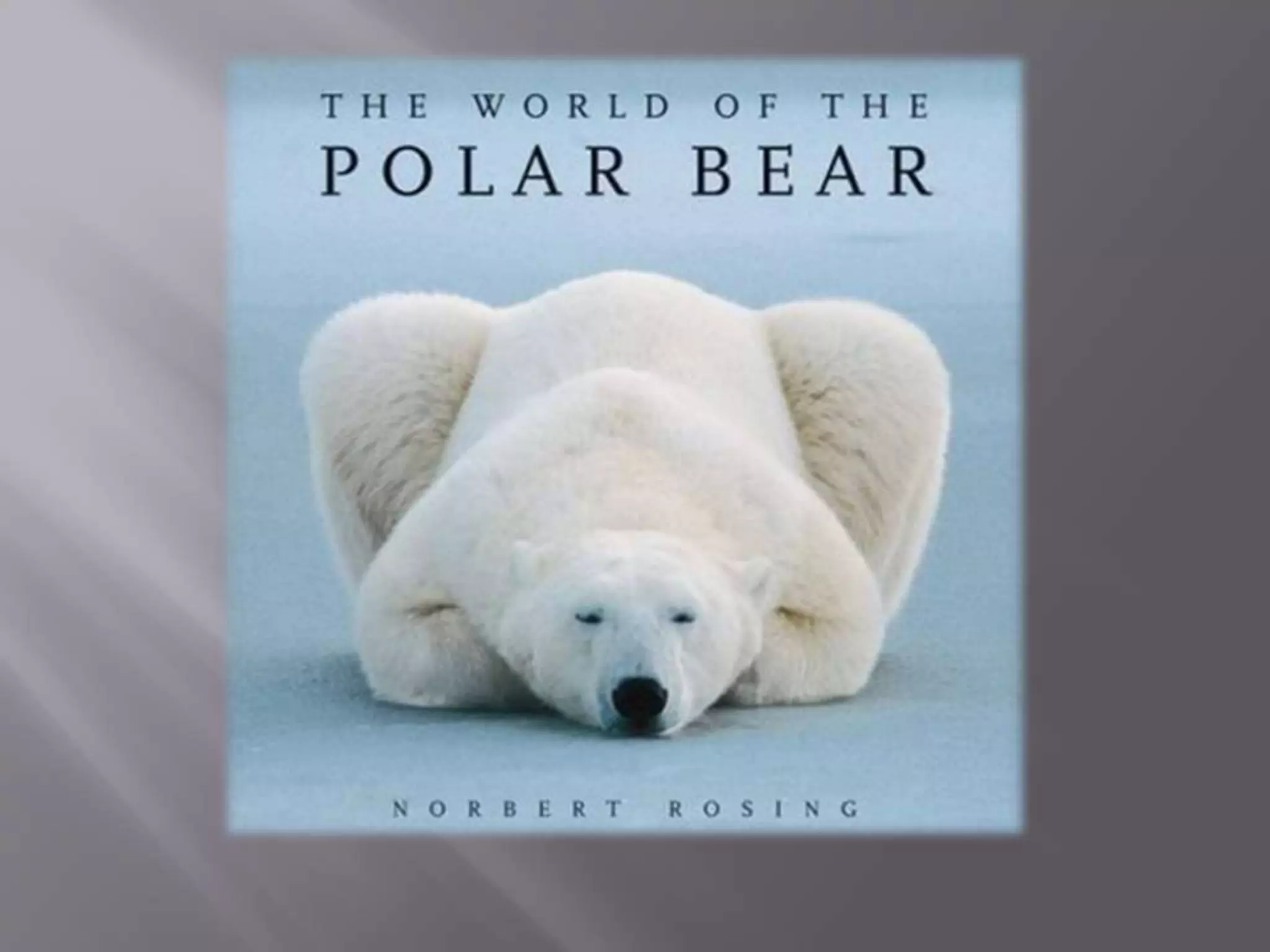 polarni medved.pptx