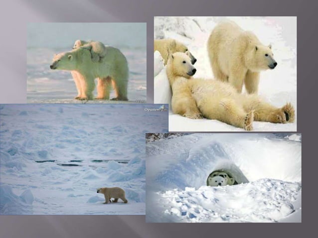 polarni medved.pptx
