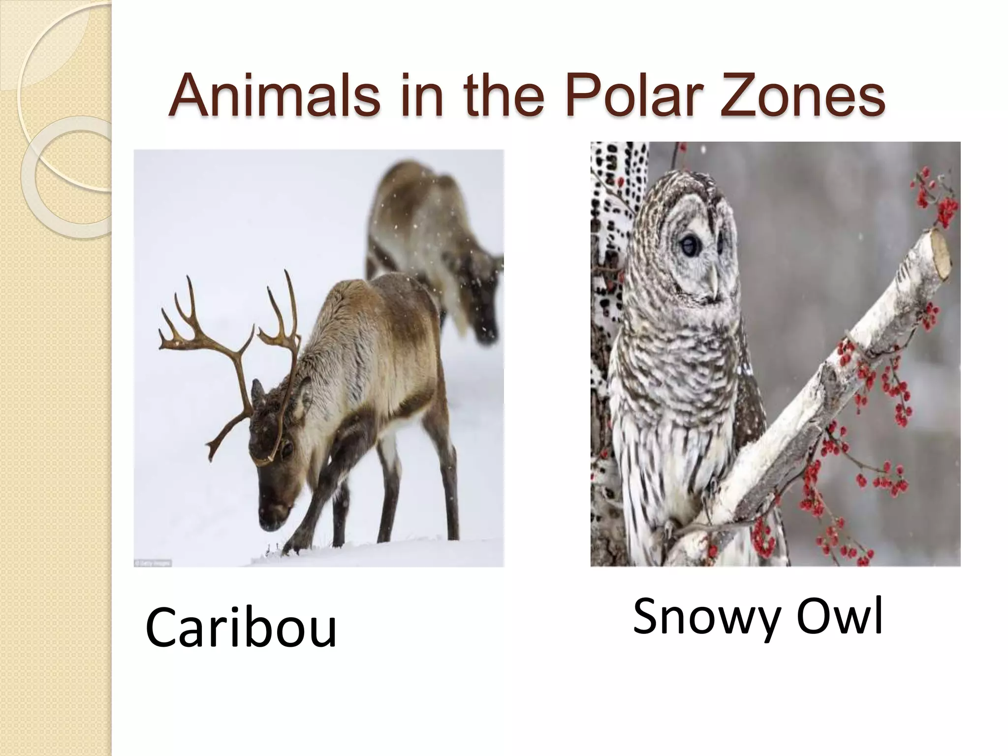 Polar zones | PPTX