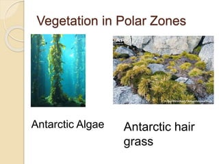 Polar zones | PPTX