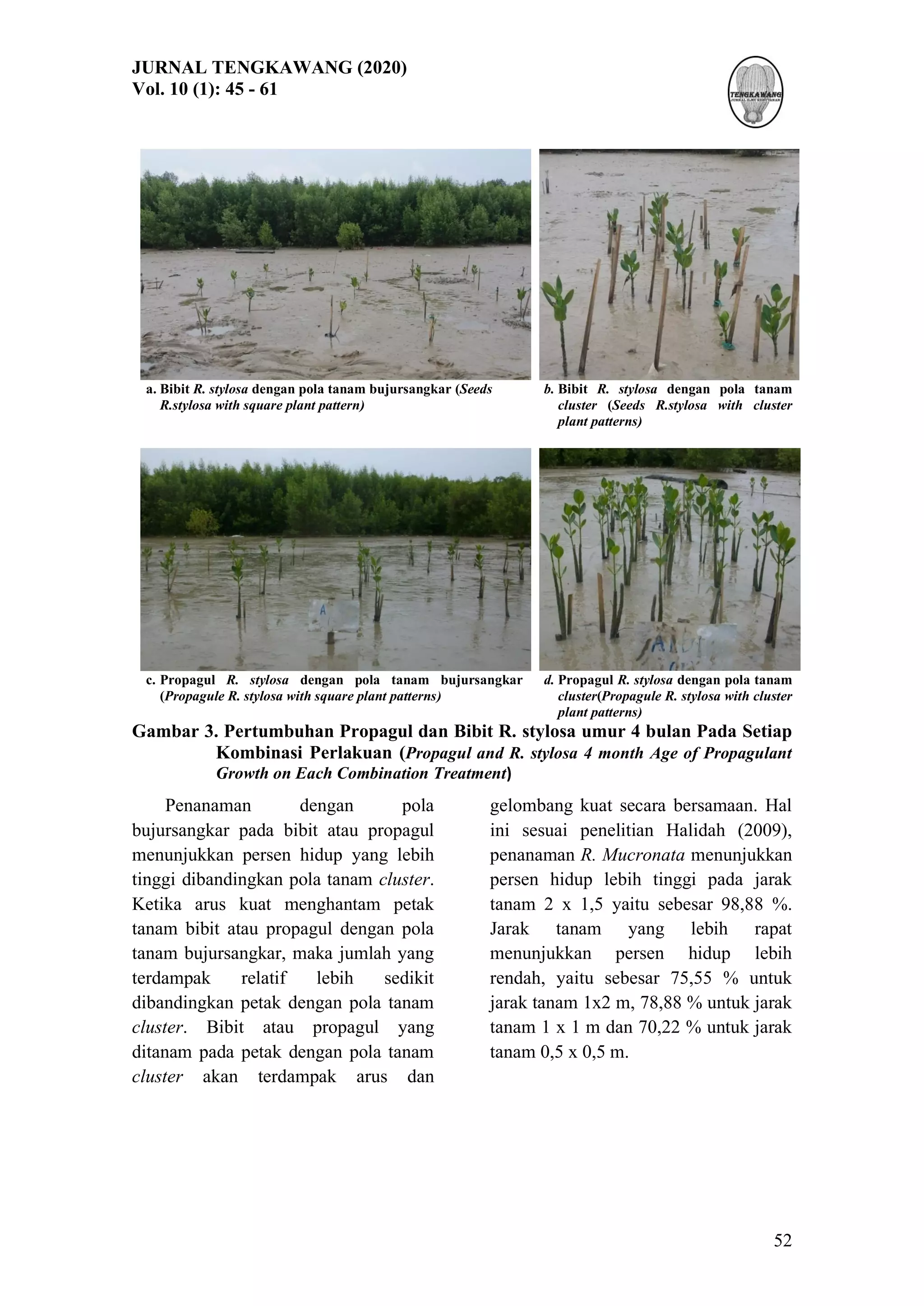 POLA TANAM PROPAGUL DAN BIBIT Rhizophora stylosa Griff..pdf