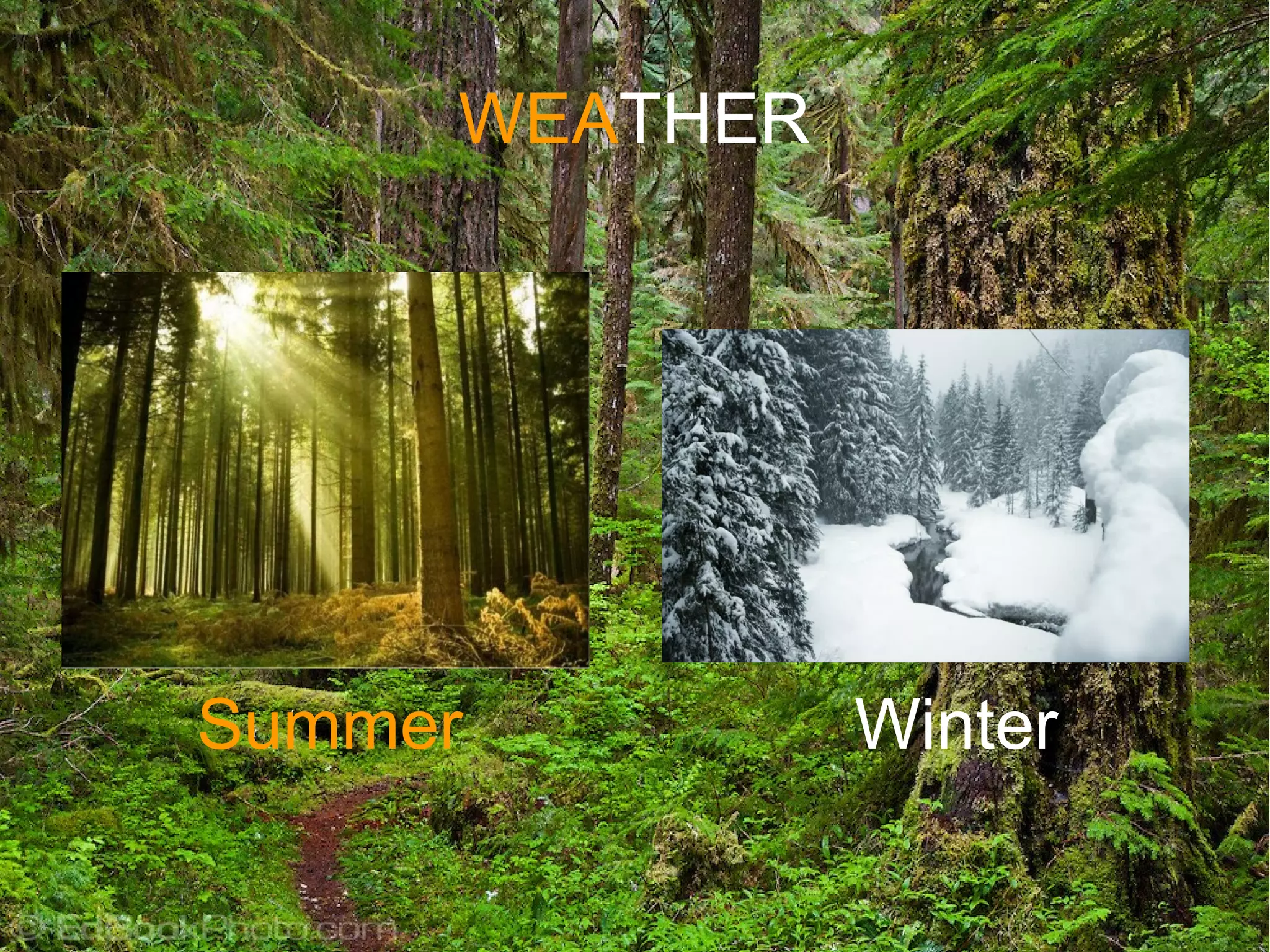 CONIFEROUS FOREST. 5è A | PPT