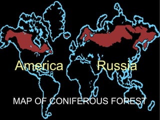 CONIFEROUS FOREST. 5è A | PPT | Geography | Science