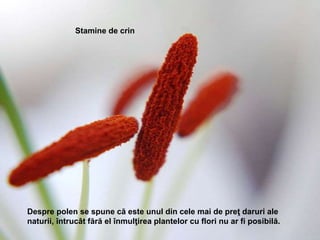 Polenul.pps · versiunea 1.ppt