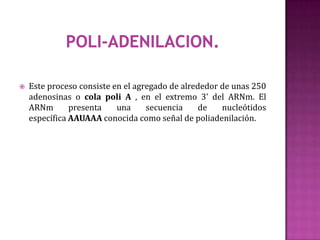 Poli-adenilacion del extremo libre | PPTX | Genetics | Science