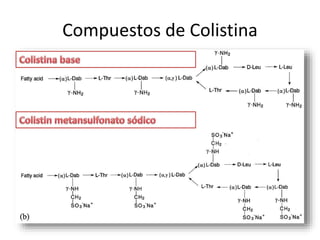 Polimixinas en la practica clínica. farmacologia clinica | PPTX