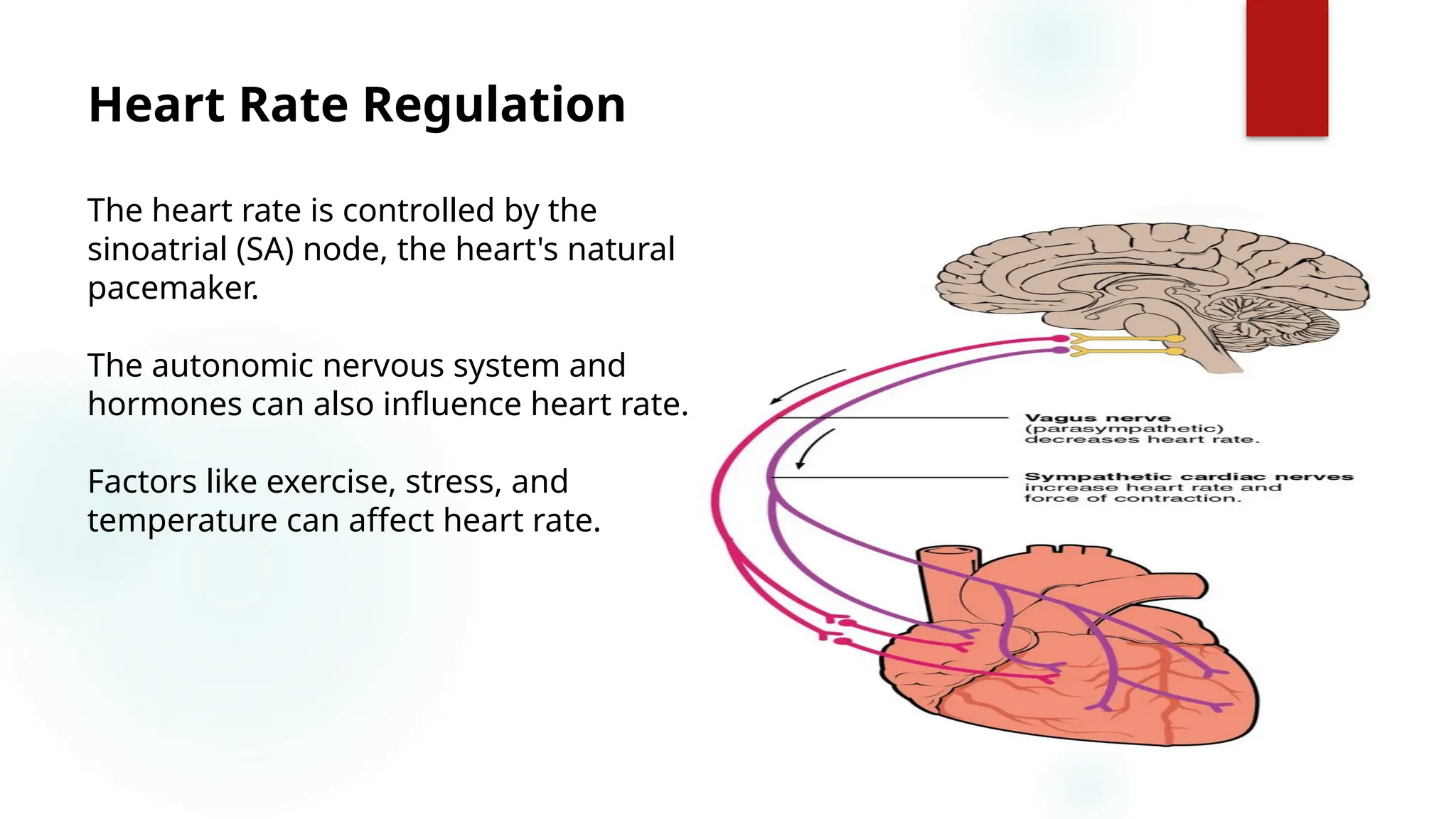 POLINA(ENGLISH)_Heart Structure, Functions. What Are Arteries,veins ...