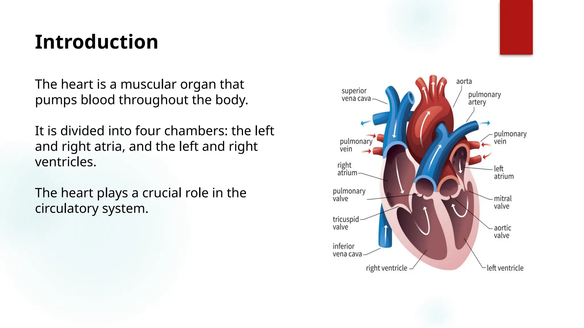 POLINA(ENGLISH)_Heart Structure, Functions. What Are Arteries,veins ...