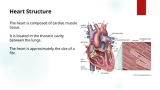 POLINA(ENGLISH)_Heart Structure, Functions. What Are Arteries,veins ...