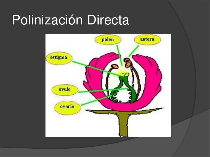 Polinización